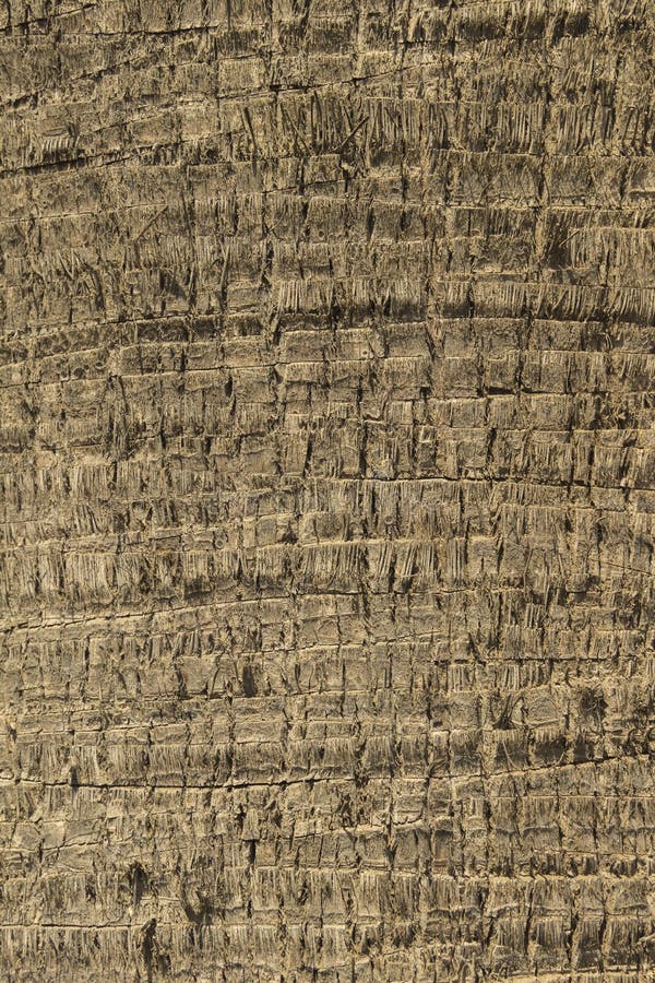 Coconut tree texture. stock image. Image of palm, texture - 79744451