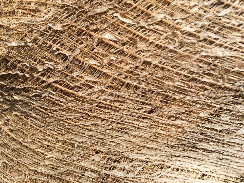 Coconut Tree texture stock image. Image of build, computer - 74744583