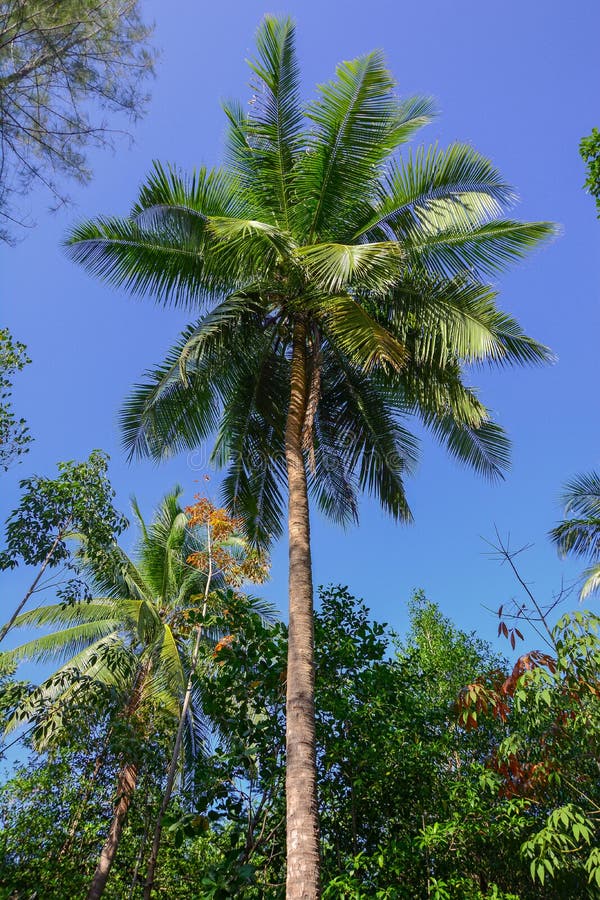 Coconut Tree Forest Stock Images - Download 19,296 Royalty Free Photos