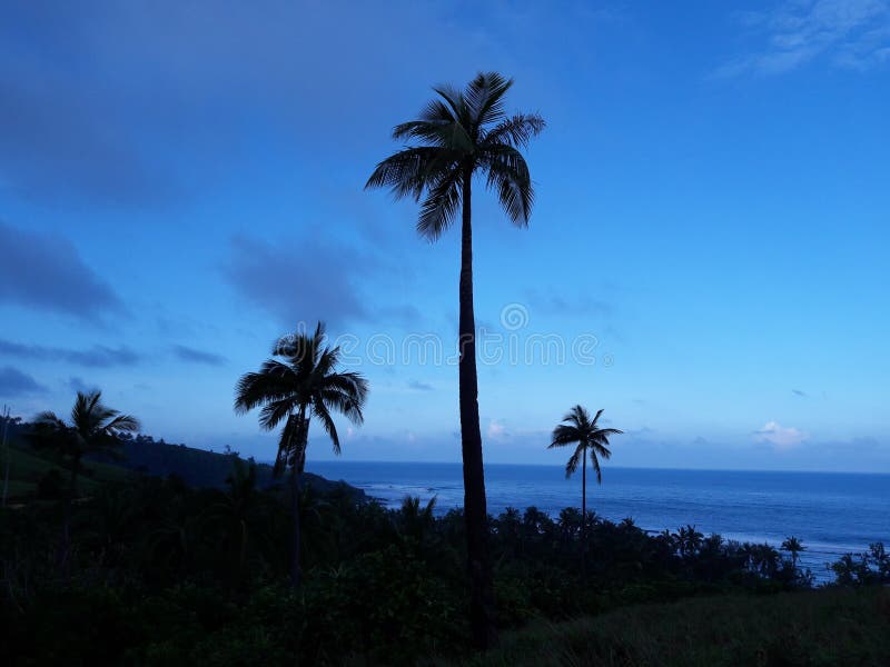 Coconut Tree stock photo. Image of pacific, three, tree - 85528962
