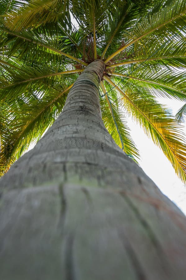 Coconut tree top stock image. Image of exotic, color - 38153309