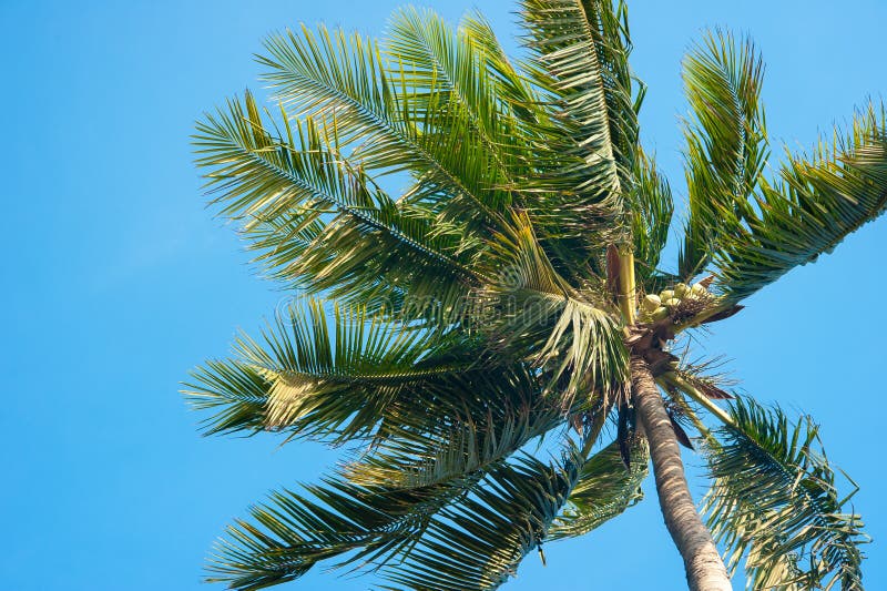 Coconut tree top stock image. Image of palm, sand, nature - 86060861