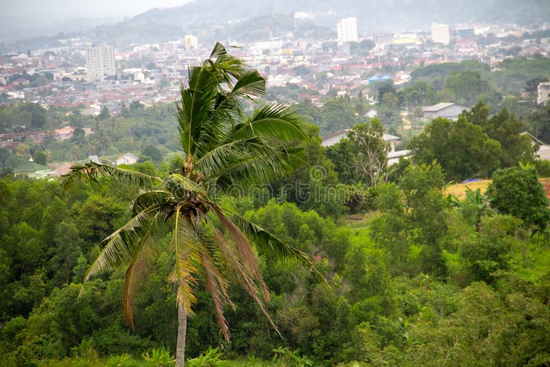 Coconut Tree Top with Plantation and City Background Stock Image ...