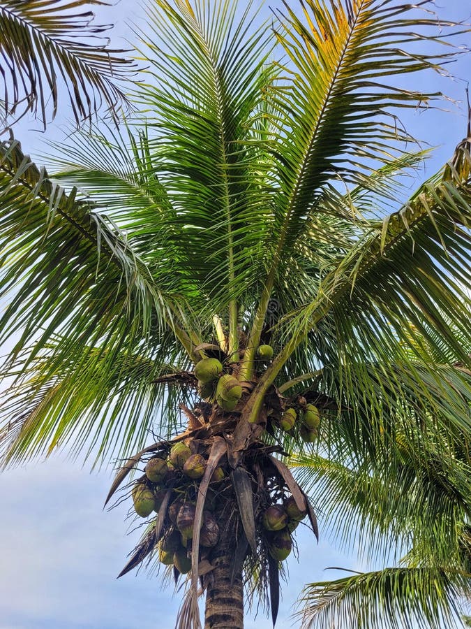 Top of a Coconut Tree with Several Branches and Coconuts Hanging Stock ...