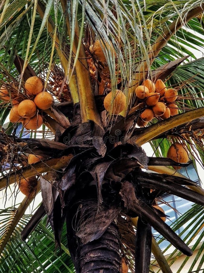 Coconut tree top stock photo. Image of tree, coconut - 123768848