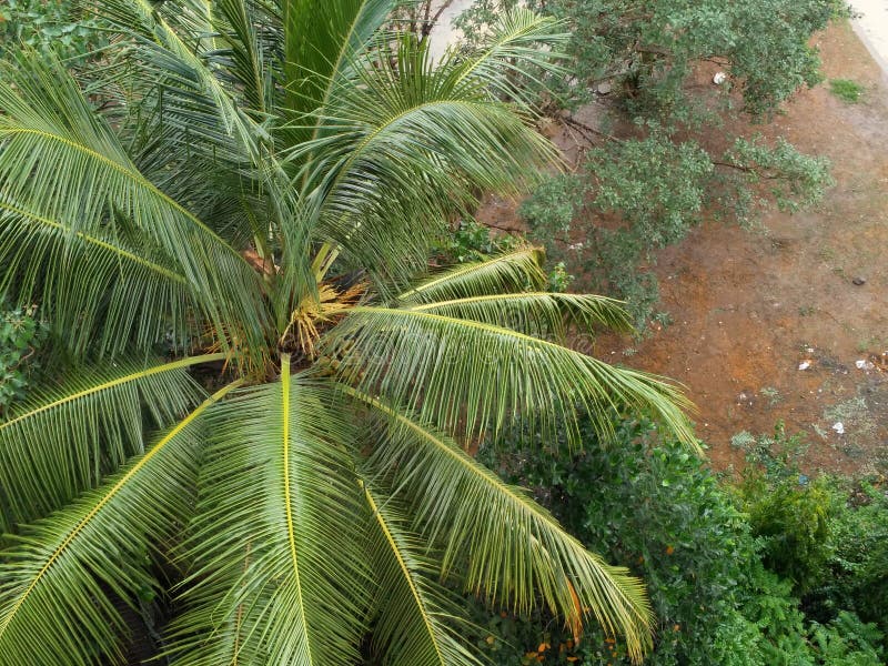 Coconut Tree stock image. Image of asia, tropical, earth - 74219791