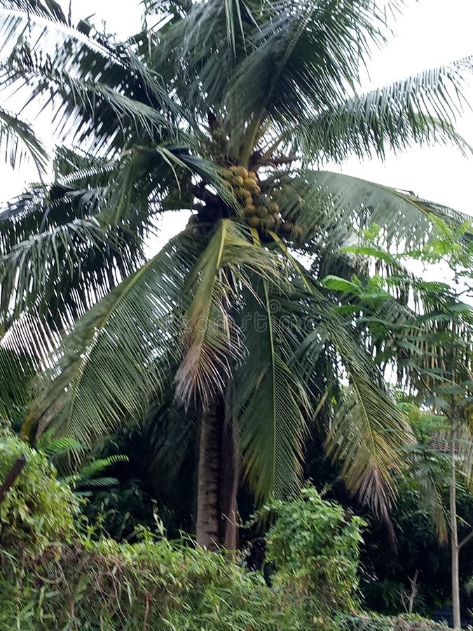 Coconut tree stock image. Image of tree, trees, milk - 216784861