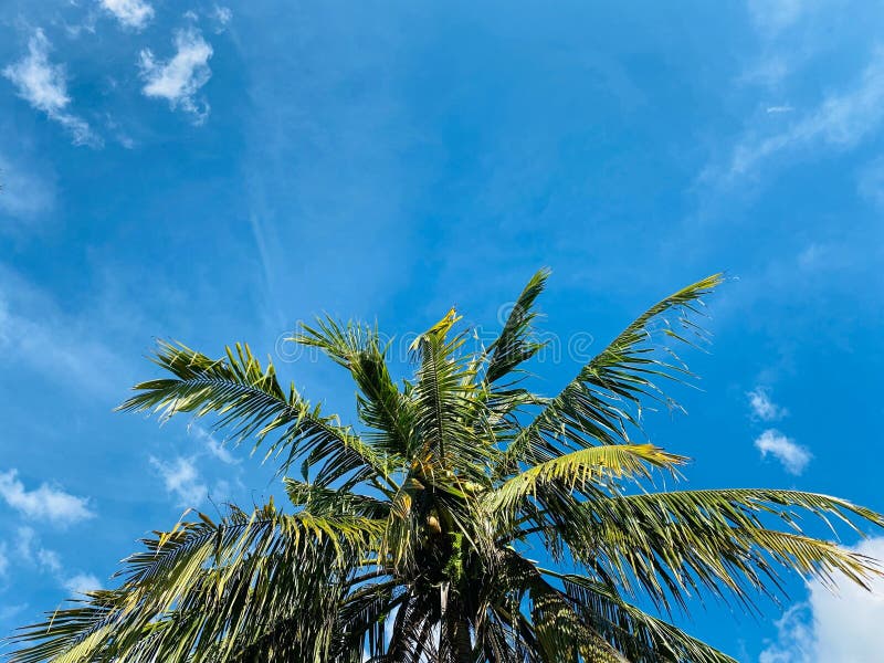 Coconut tree stock image. Image of blue, coconut, tree - 295407851