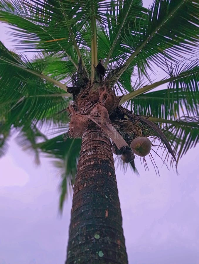 Coconut tree stock image. Image of ornamental, paradise - 314978725