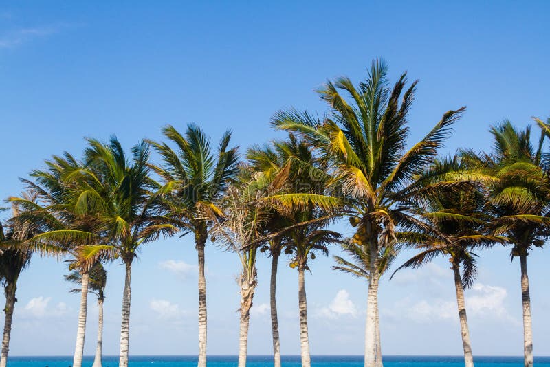 Coconut tree stock photo. Image of tree, evergreen, leaf - 285334862