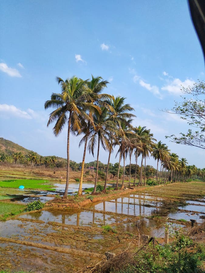 Paroda Pack Stock Photos - Free & Royalty-Free Stock Photos from Dreamstime