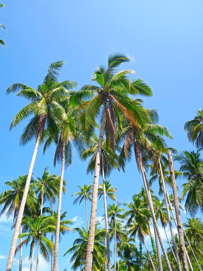The Coconut Tree in the Tropic Island Stock Image - Image of food ...