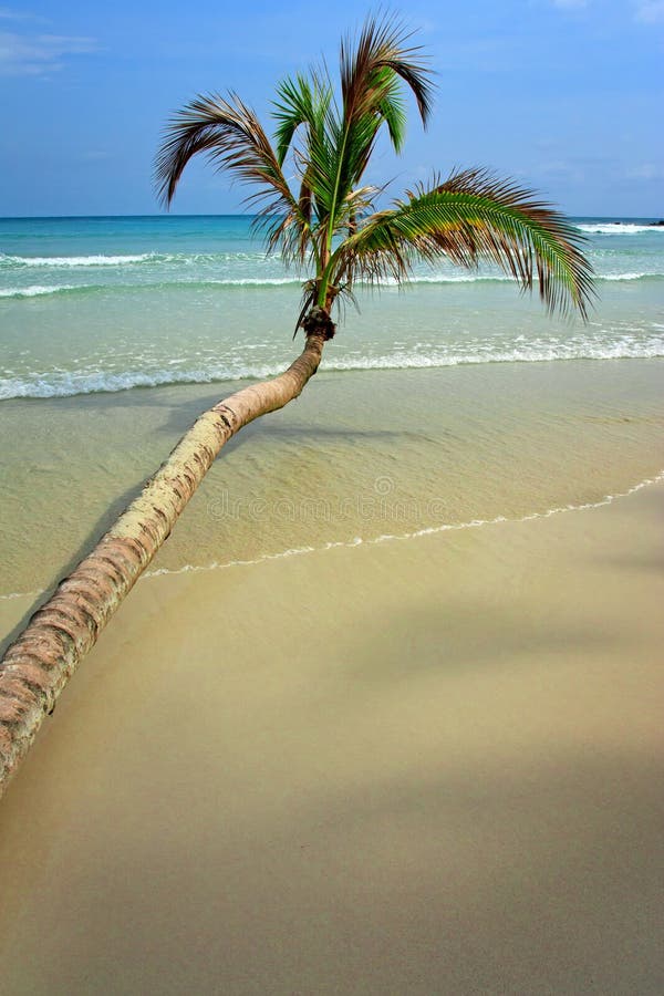 Coconut Tree on Tropical Beach Stock Image - Image of calm, island ...