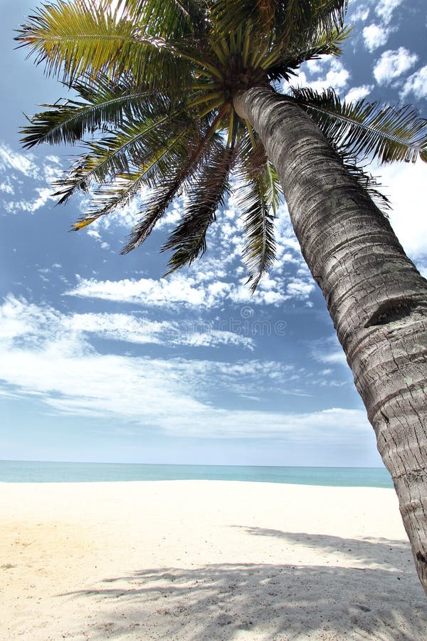 Coconut Tree on a Tropical Beach Stock Photo - Image of relax, travel ...