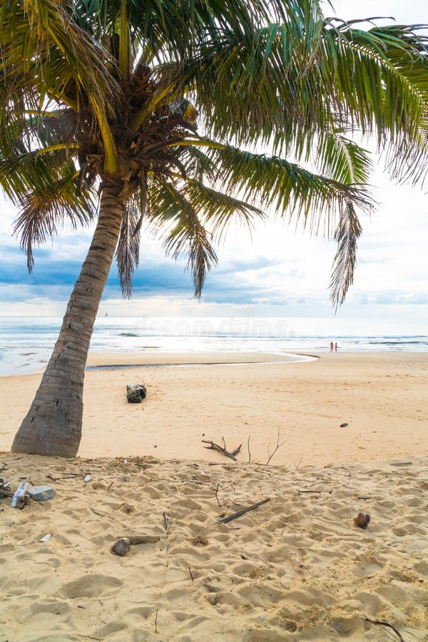 Coconut Tree with Tropical Beach Stock Image - Image of tree, paradise ...