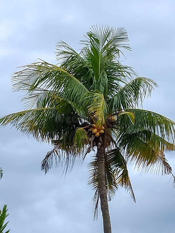 The Coconut Tree is a Tropical Plant Known for Its Fruit Called Coconut ...