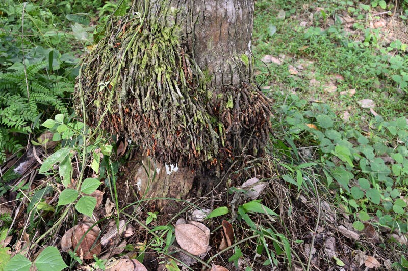 A Coconut Tree Trunk with the Air Roots Growing on the Surface of the ...