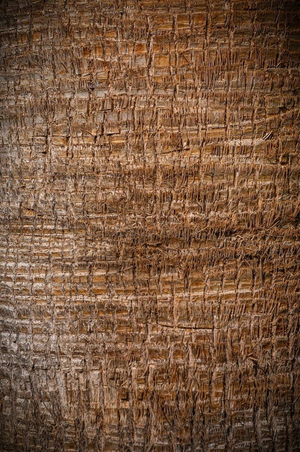 Texture and Detail of Palm Tree Bark in a Park Stock Photo - Image of ...