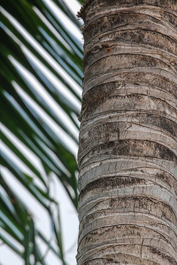 Old coconut trunk and raft stock photo. Image of relaxation - 17846704