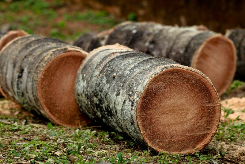 214 Coconut Tree Trunk Roots Stock Photos - Free & Royalty-Free Stock ...