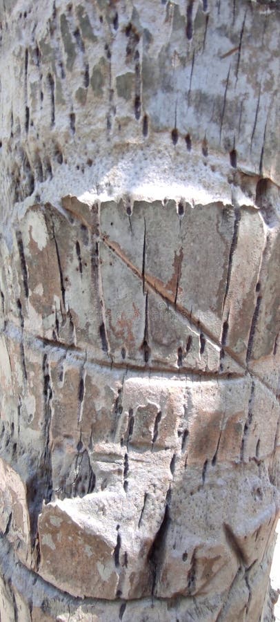 Coconut Tree Trunk with Incision Marks Stock Photo - Image of ...