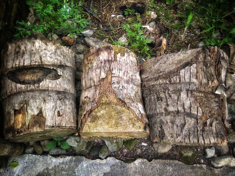 The coconut tree trunk stock photo. Image of ruins, coconut - 207639918