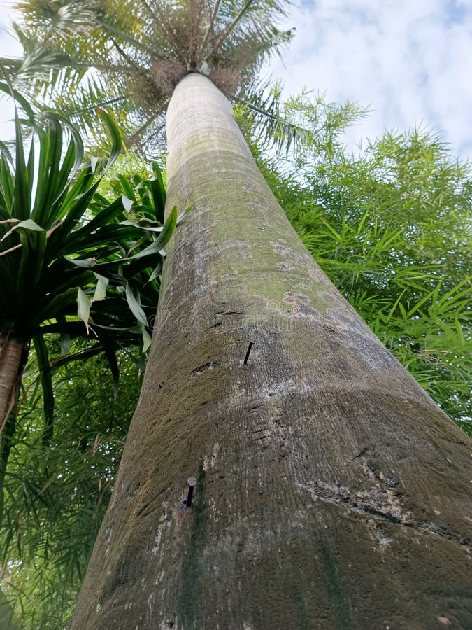 The coconut tree trunk 1 stock photo. Image of coconut - 270921074