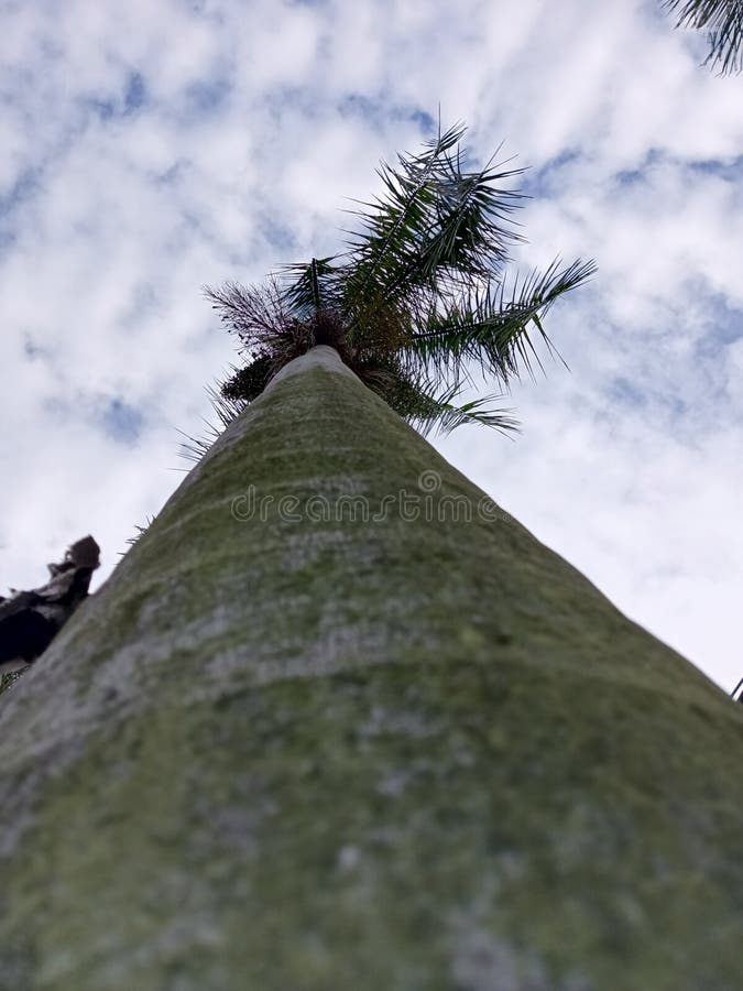 The coconut tree trunk 5 stock image. Image of nature - 270921101
