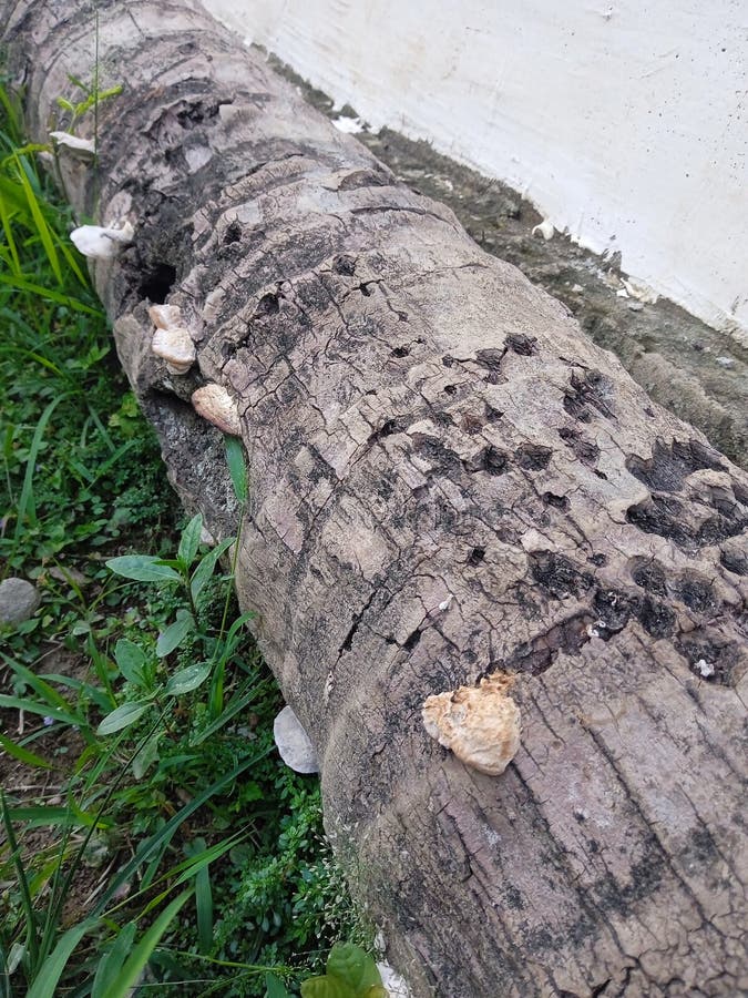Coconut Tree Trunk with a Little Green Grass Stock Image - Image of ...