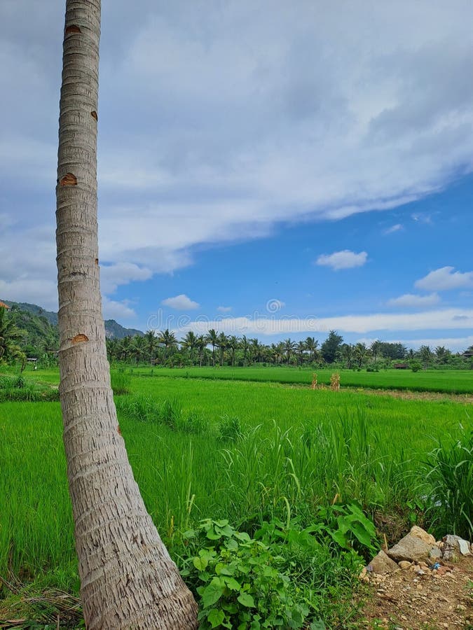 Coconut Tree Trunk among Rice Fields in the Rice Field with Blue Sky ...