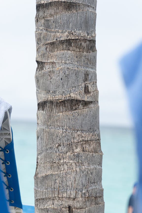 Coconut Tree Trunk on Seaside Beach Stock Photo - Image of paradise ...