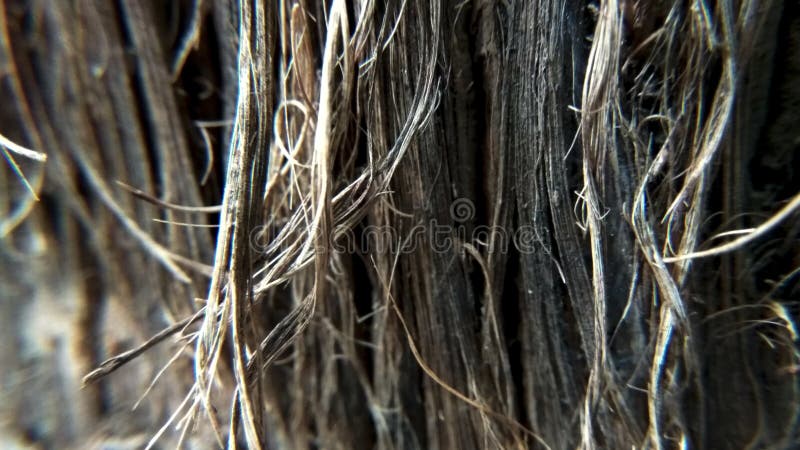 Coconut Tree Trunk Surface Texture Stock Photo - Image of trunk, shadow ...