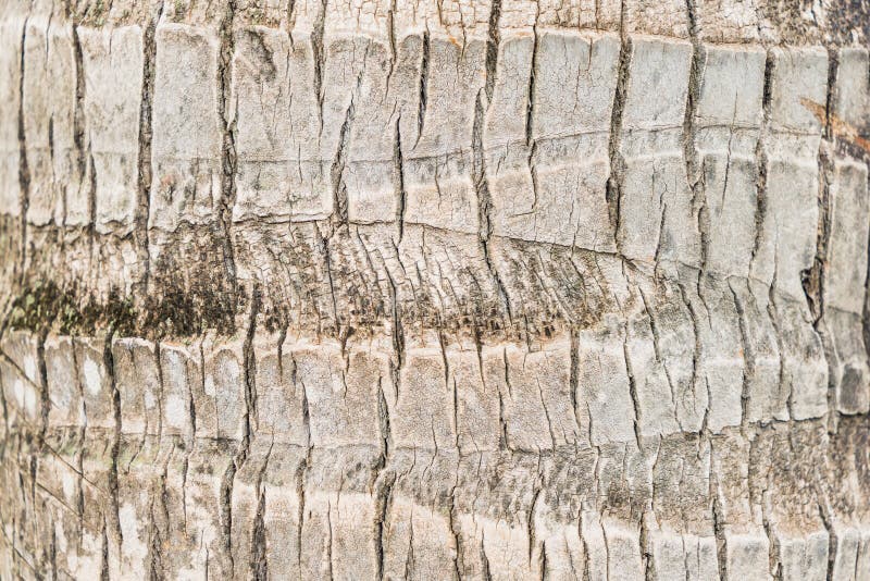 Coconut Tree Skin Texture Background Stock Photo - Image of summer ...