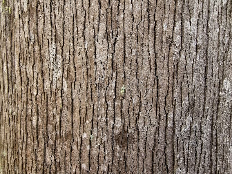 Coconut tree trunk texture stock photo. Image of wood - 339870606