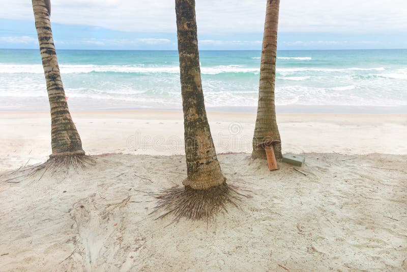 Coconut Tree Trunks on the Beach Day Stock Image - Image of palm ...