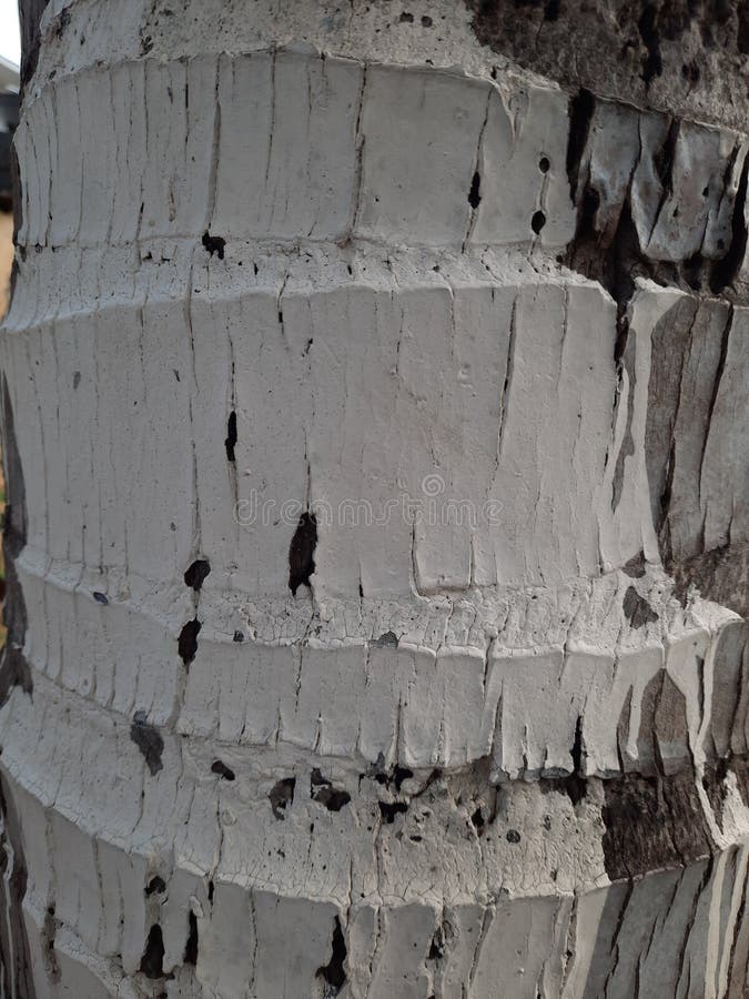 Coconut Tree Trunks of Different Colors Stock Image - Image of tree ...