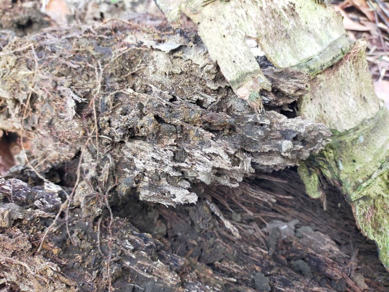 Coconut Tree Trunks that Have Collapsed and Rotted Stock Photo - Image ...