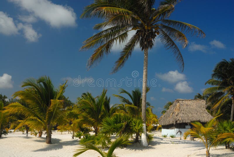 Coconut Tree Tulum stock photo. Image of tree, sand, leafs - 5367528