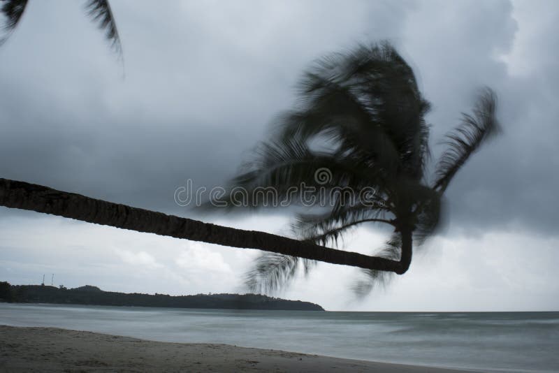 Coconut Tree Twists when the Wind. Stock Photo - Image of green ...