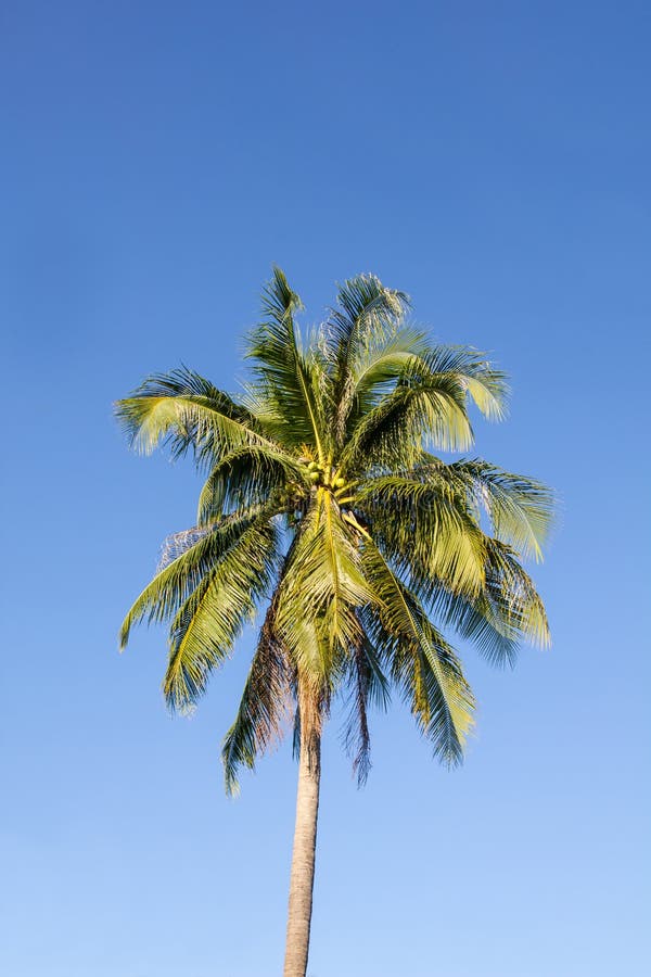 Coconut tree stock photo. Image of logo, coconut, lamps - 63454196