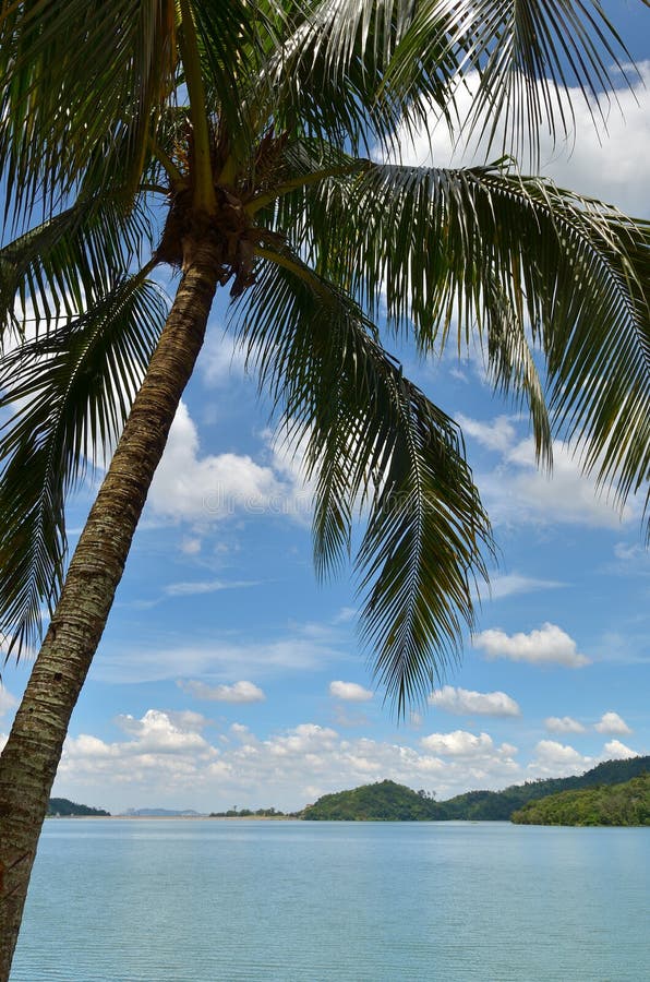 Coconut Tree Under Blue Sky and Bright Sun Stock Photo - Image of blue ...