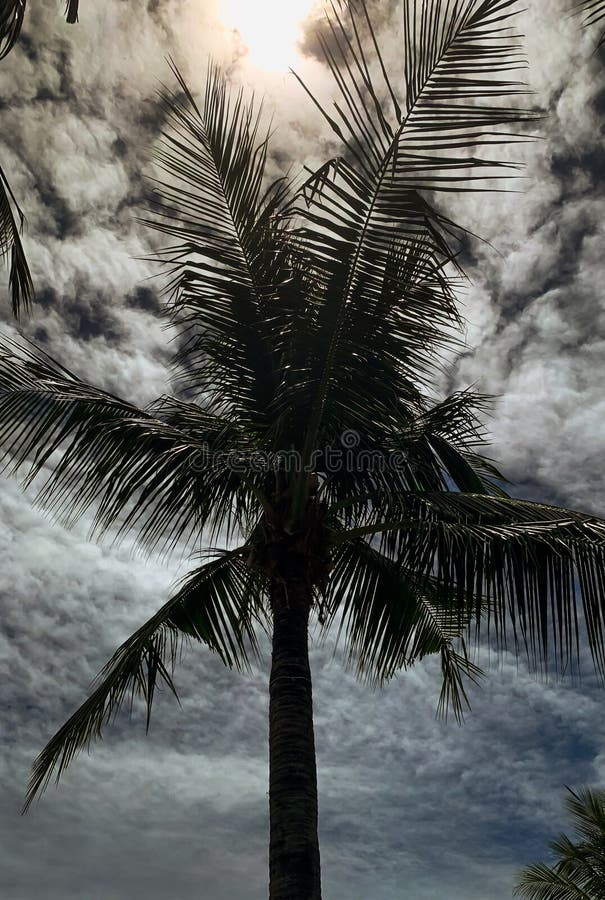 Coconut Tree Under Blue Sky and Bright Sun Stock Photo - Image of ...