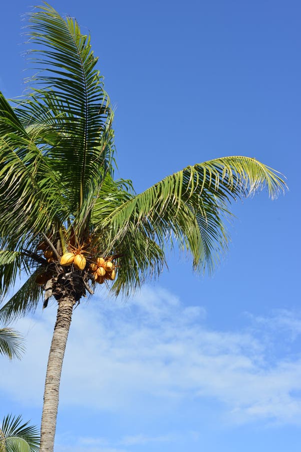 Coconut Tree Under Blue Sky Stock Photo - Image of tropical, tree: 63008356