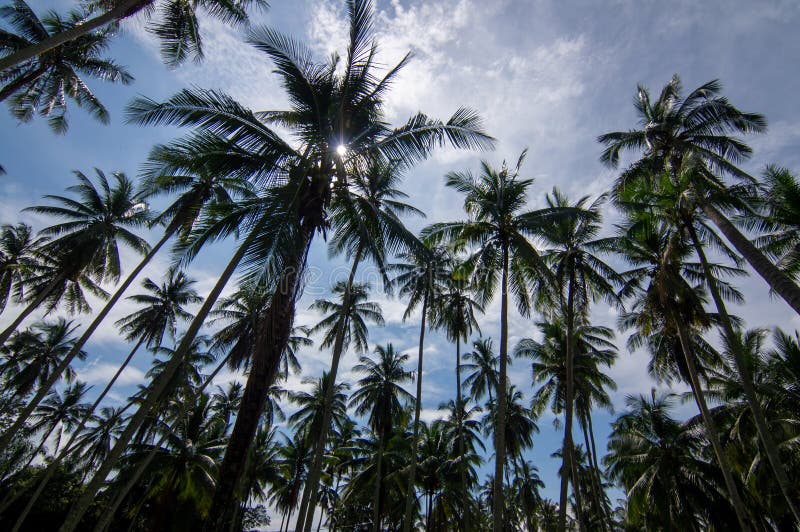 Coconut Tree Under Bright Sun Stock Image - Image of countryside ...