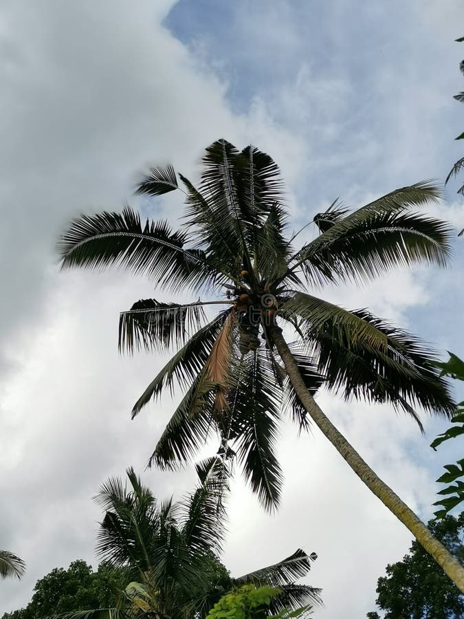 Coconut Tree Under the Cloud Stock Photo - Image of spruce, flower ...