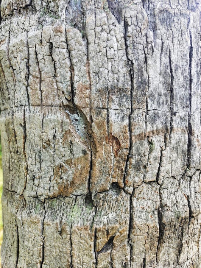 Tree veins stock photo. Image of human, veins, branches - 85630886