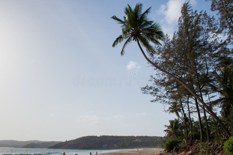 Coconut Tree at Velneshwar Beach in Maharashtra State of India Stock ...
