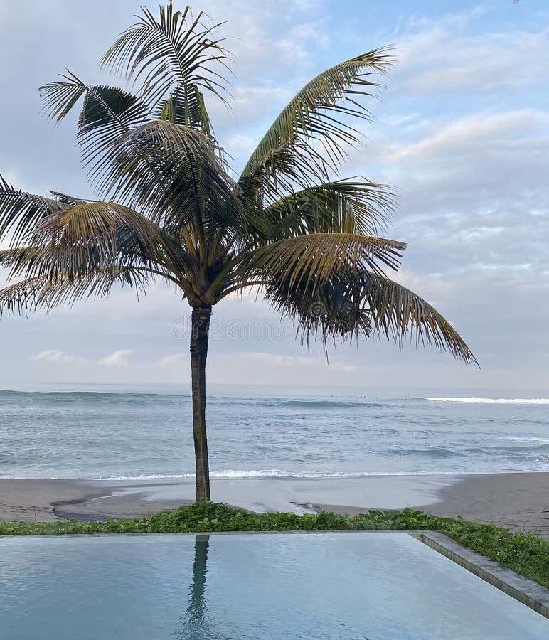 Coconut tree stock photo. Image of trees, beautiful - 261954504