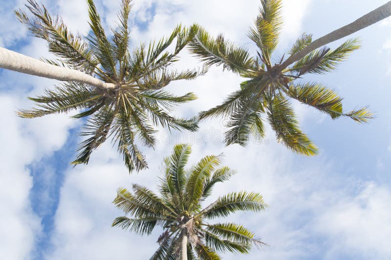 1,032 Three Coconut Tree Stock Photos - Free & Royalty-Free Stock ...