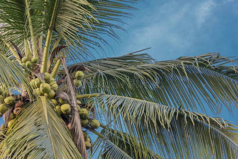 Coconut Tree View from the Bottom Sky Blue Stock Photo - Image of ...